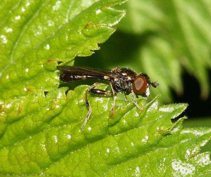 Neoascia meticulosa (Neoascia meticulosa) - Picture Insect
