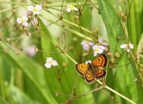 Lycaena (Lycaena) - Picture Insect