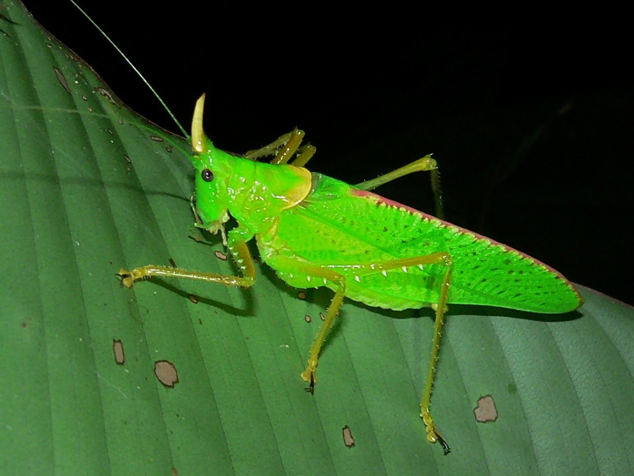 Copiphora rhinoceros (Copiphora rhinoceros) - Picture Insect