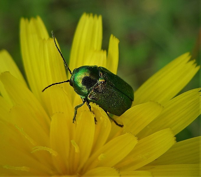 Cryptocephalus aureolus (Cryptocephalus aureolus) - Picture Insect