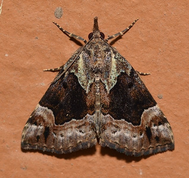 Bomolocha (Bomolocha) - Picture Insect