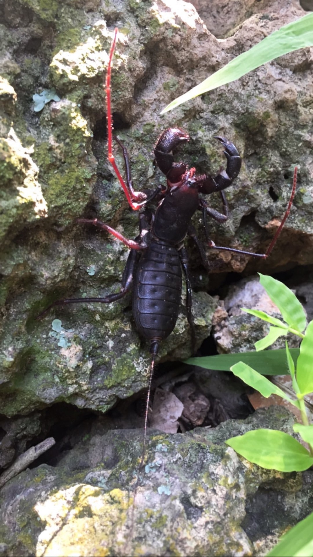 Typopeltis (Typopeltis) - Picture Insect