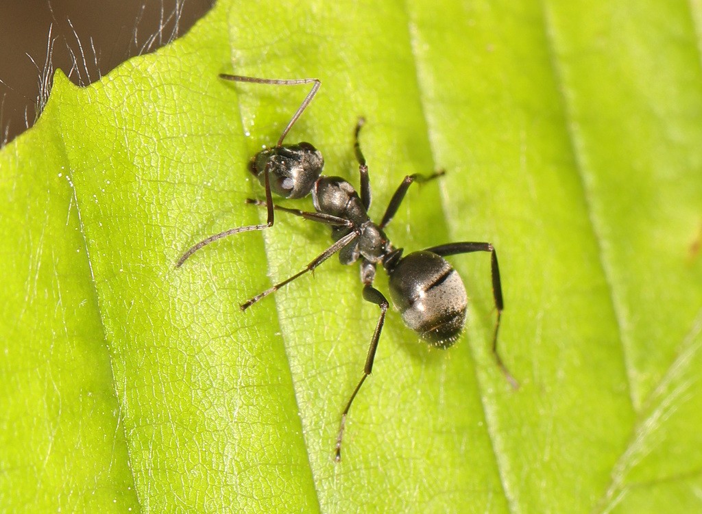 Formica subsericea (Formica subsericea) - Picture Insect