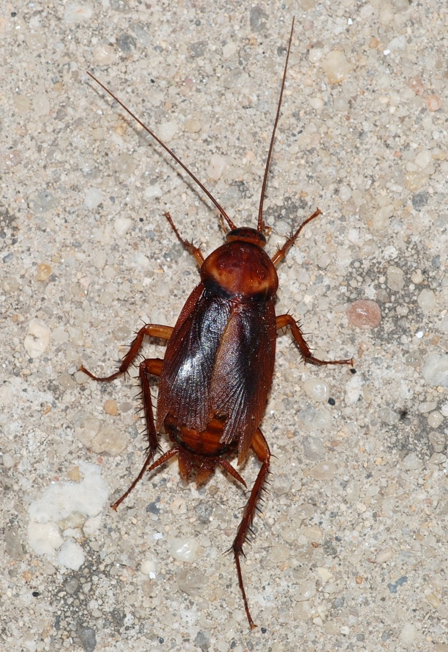 Periplaneta (Periplaneta) - Picture Insect
