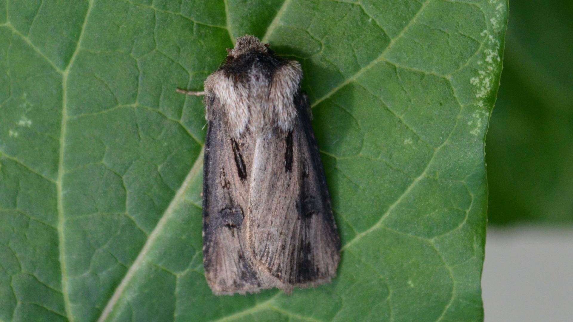 Agrotis venerabilis (Agrotis venerabilis) - Picture Insect