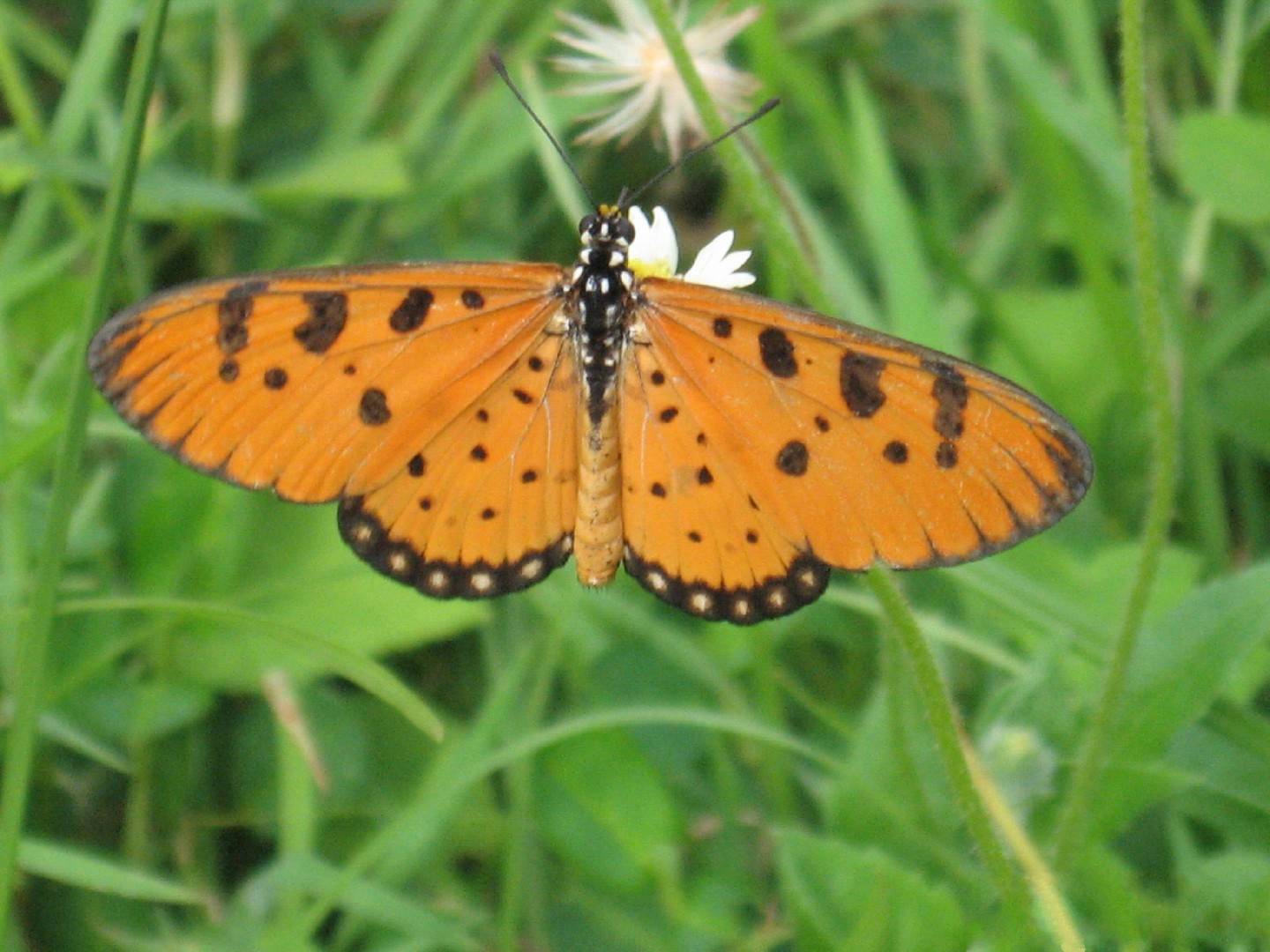 Acraea violae (Acraea violae) - Picture Insect