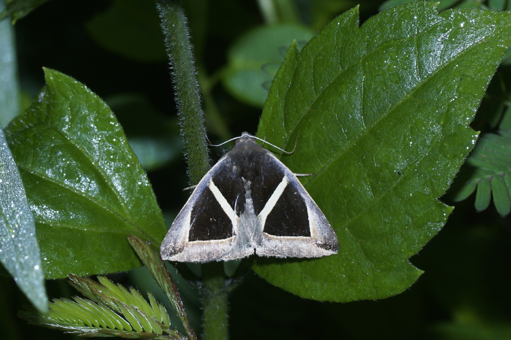 Chalciope mygdon (Chalciope mygdon) - Picture Insect