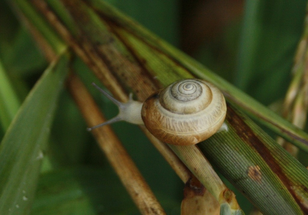 Monacha (Monacha) - Picture Insect