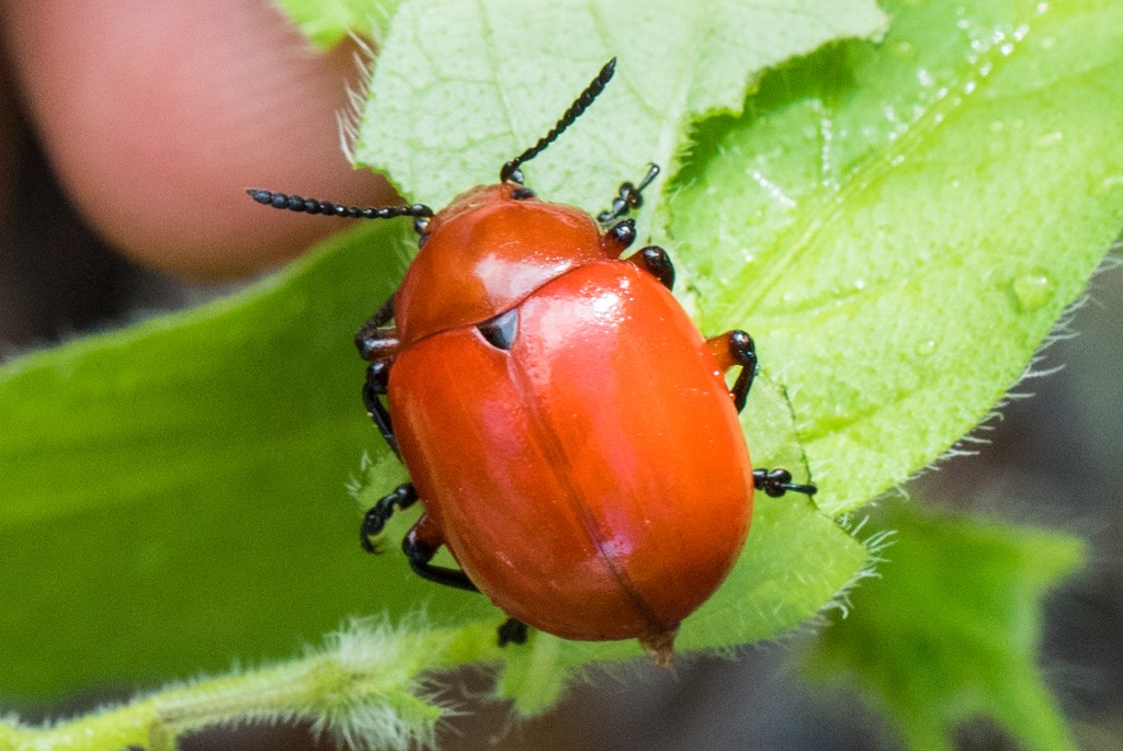 Leptinotarsa rubiginosa (Leptinotarsa rubiginosa) - Picture Insect