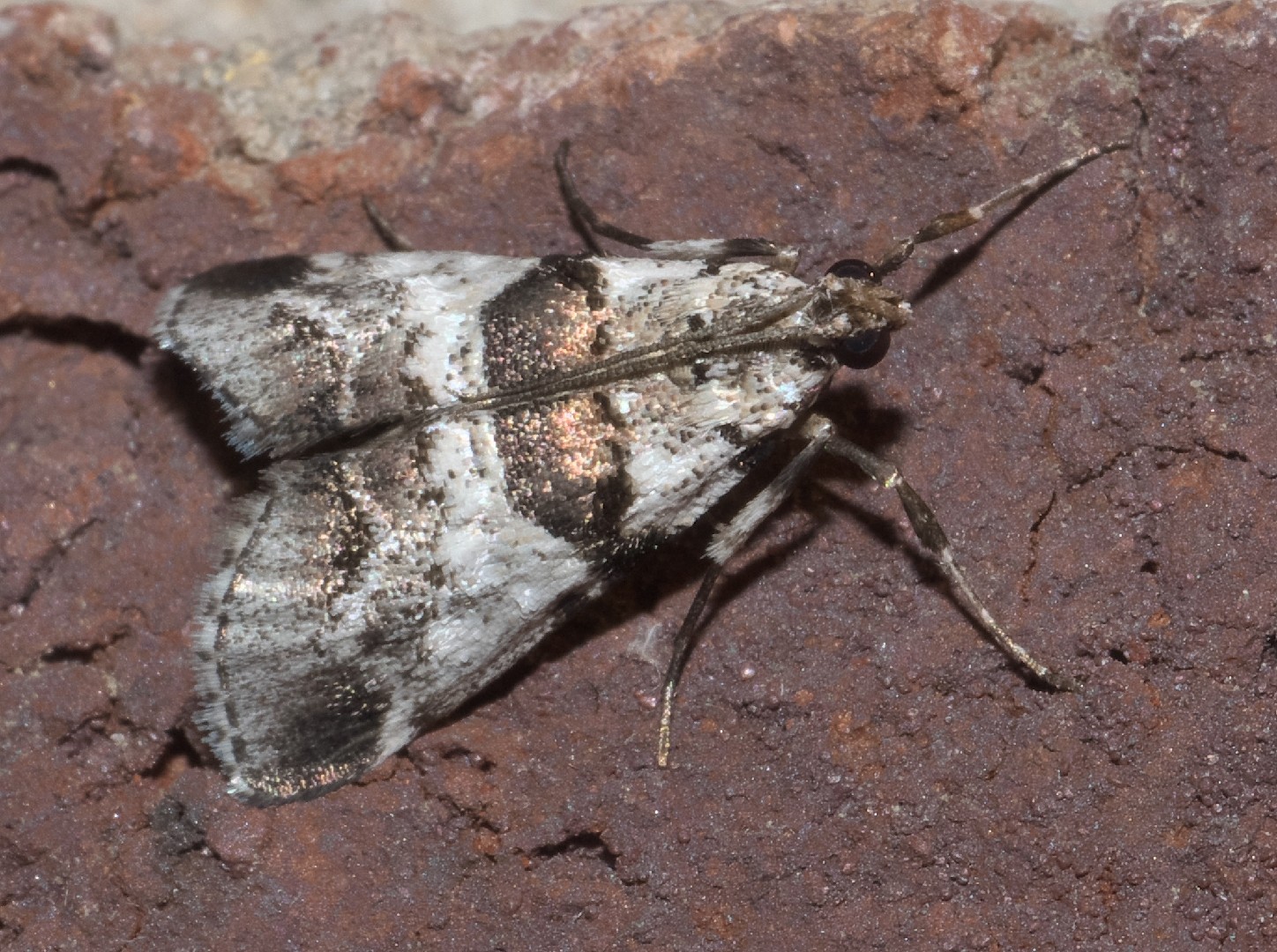 Tallula (Tallula) - Picture Insect