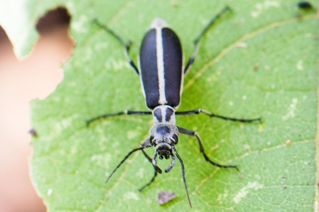 Epicauta funebris (Epicauta funebris) - Picture Insect