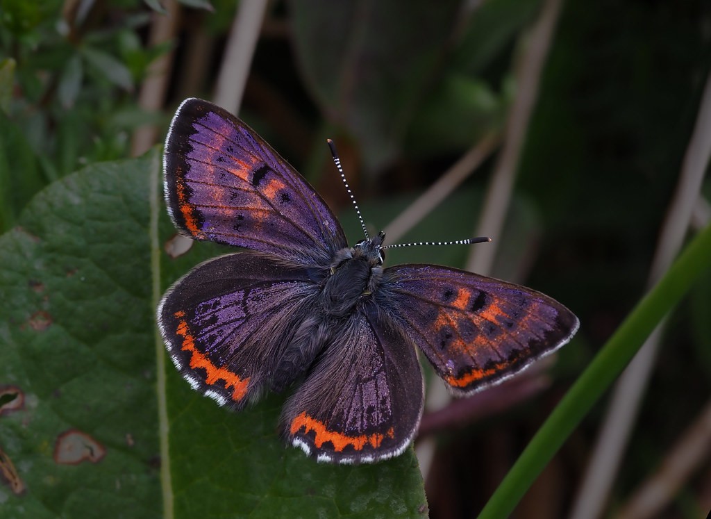 Lycaena helle (Lycaena helle) - Picture Insect