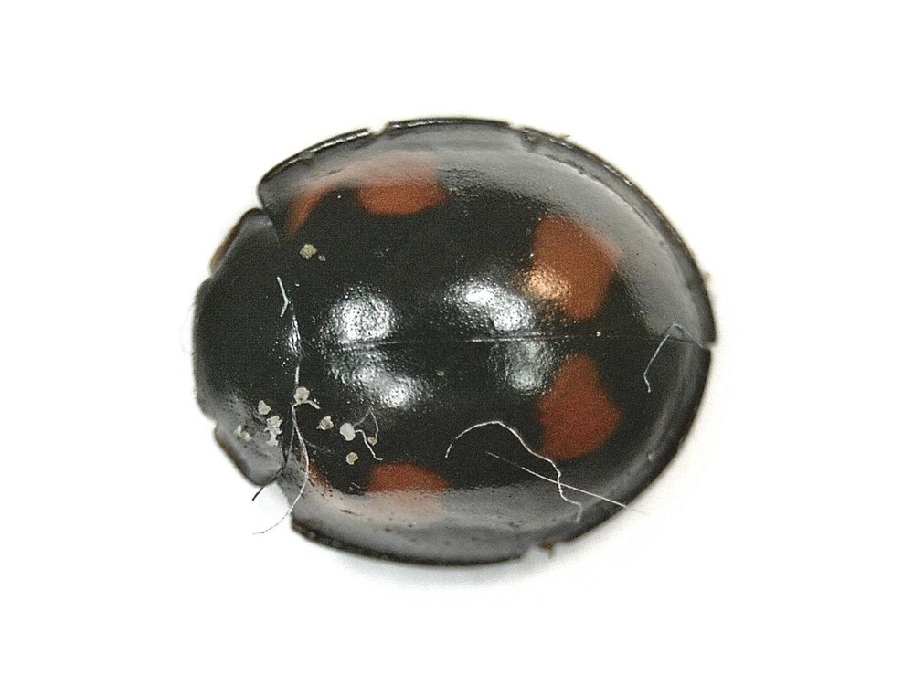 Brumus quadripustulatus (Brumus quadripustulatus) - Picture Insect