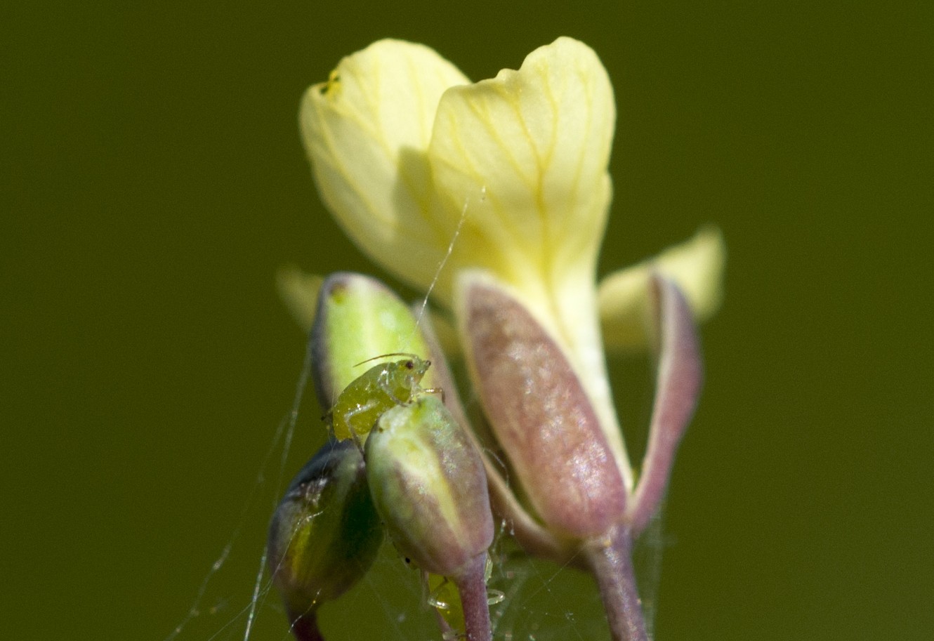 Lipaphis erysimi (Lipaphis erysimi) - Picture Insect