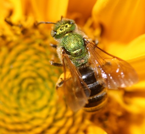 Agapostemon virescens (Agapostemon virescens) - Picture Insect