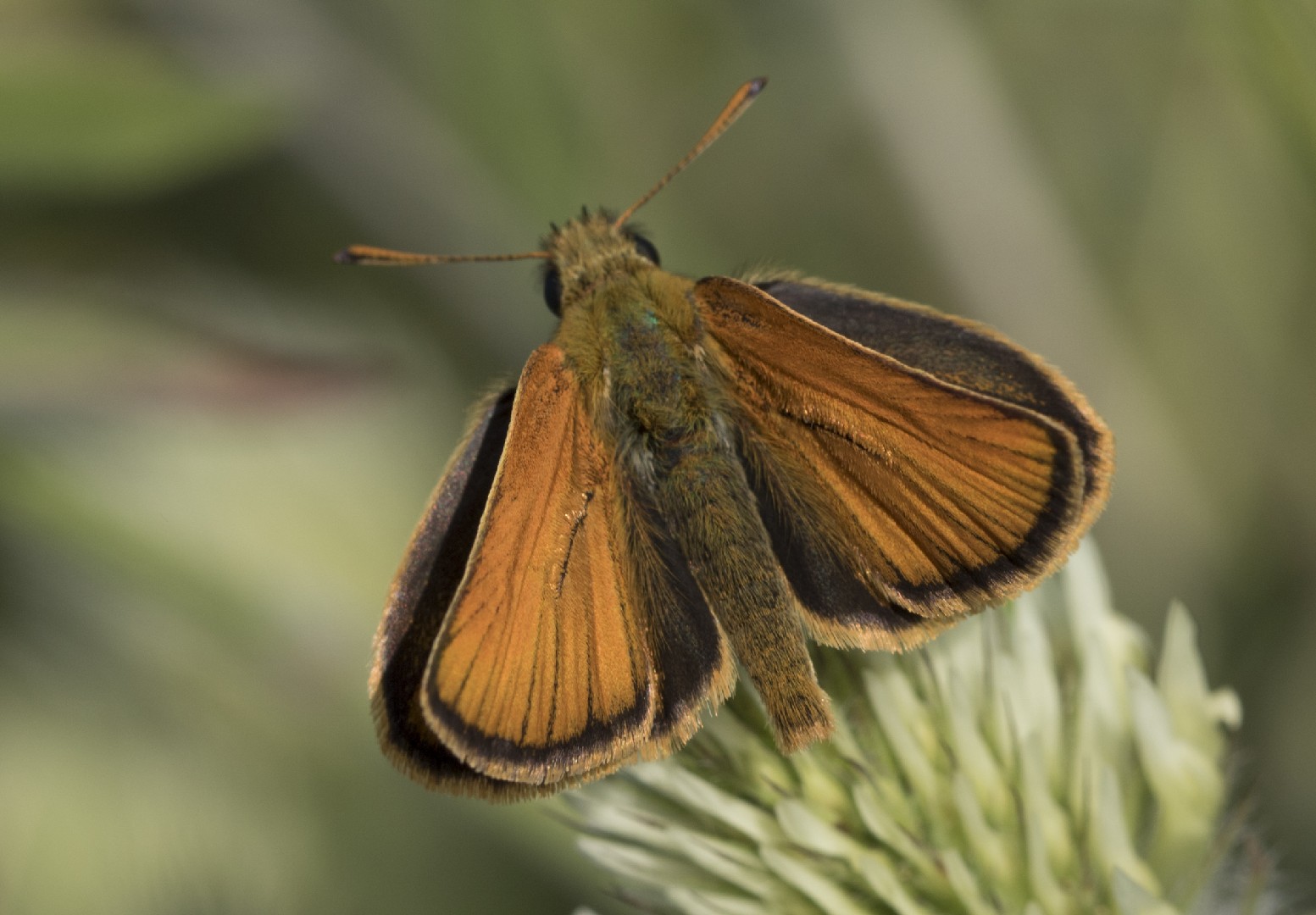 Small skipper How to identify it? - Picture Insect