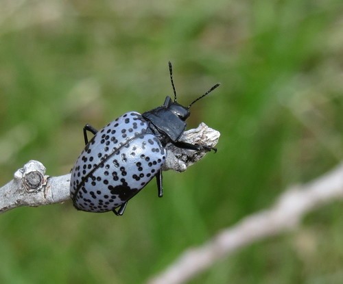 Gibbifer californicus (Gibbifer californicus) - Picture Insect