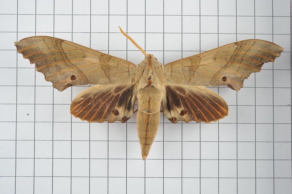 Marumba sperchius (Marumba sperchius) - Picture Insect