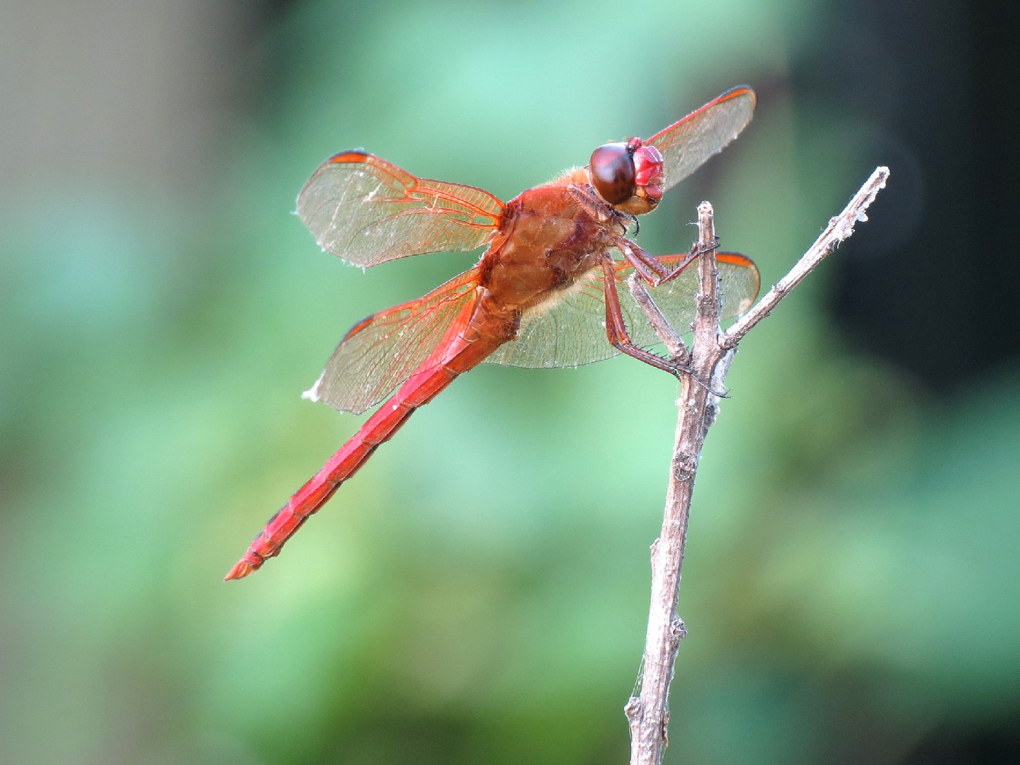 Libellula (Libellula) - Picture Insect