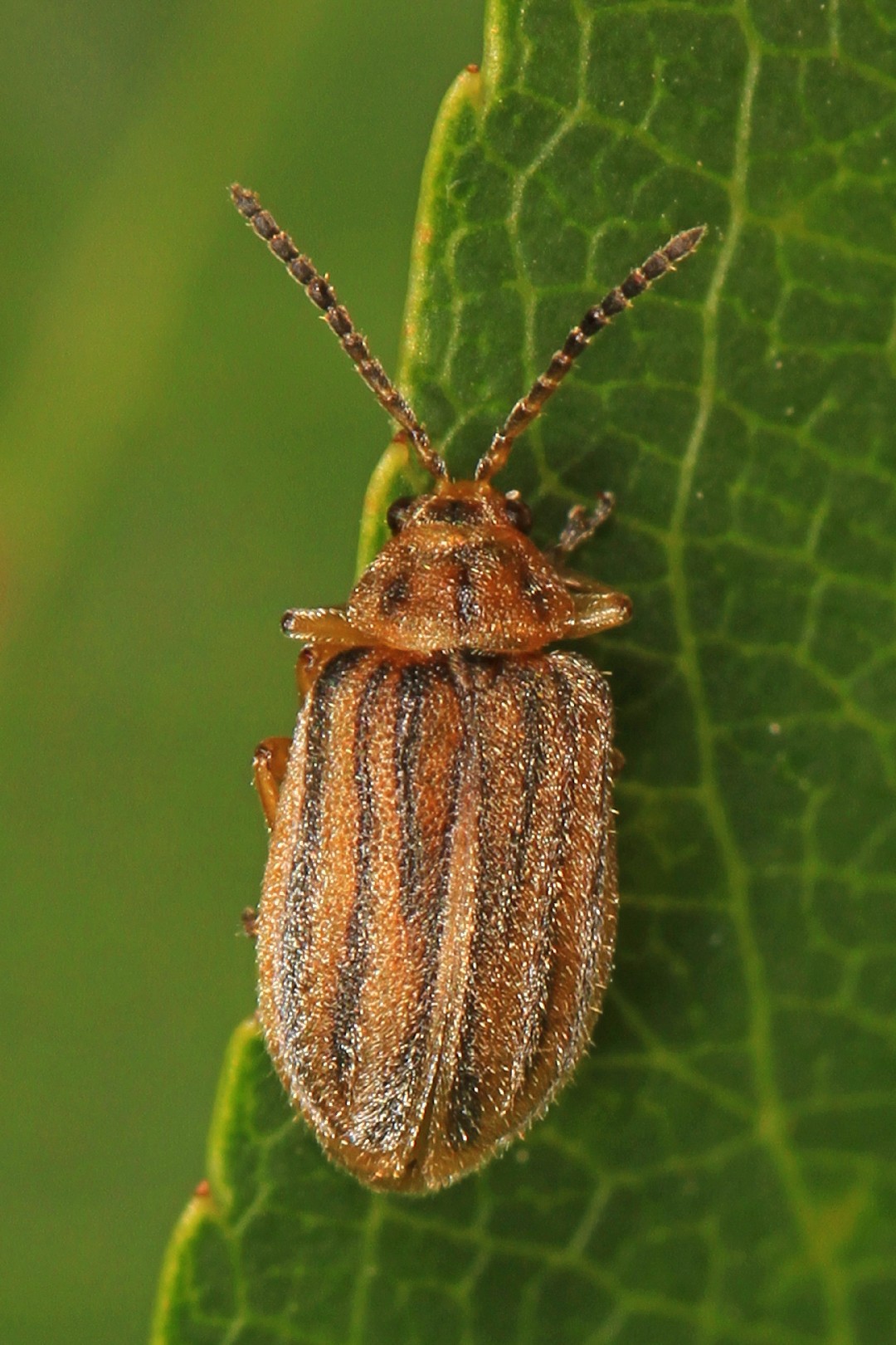Ragweed leaf beetle (Ophraella communa) - Picture Insect