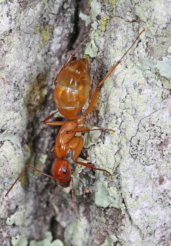 Camponotus castaneus (Camponotus castaneus) - Picture Insect