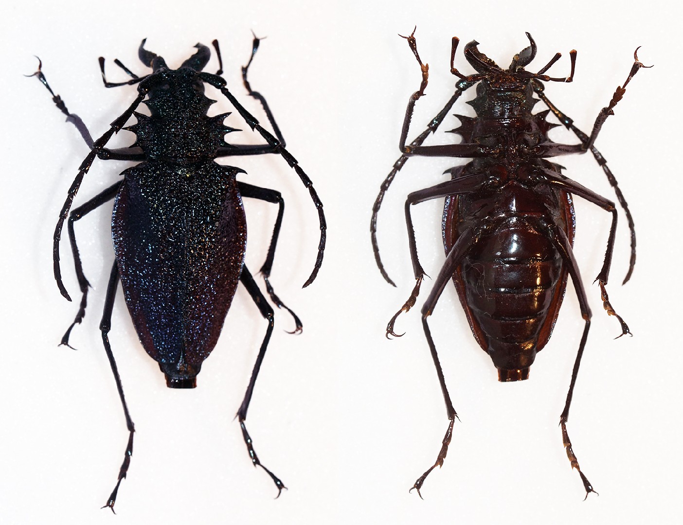 Psalidognathus (Psalidognathus) - Picture Insect