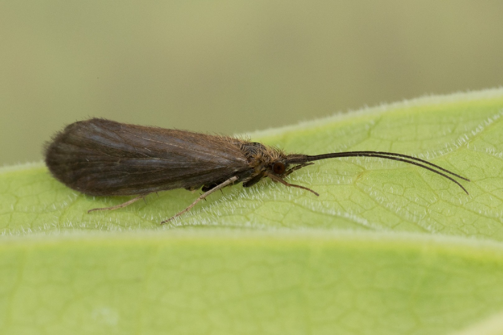 Silo pallipes (Silo pallipes) - Picture Insect