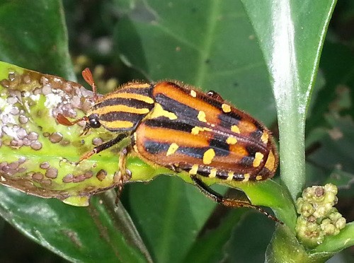 Euselates (Euselates) - Picture Insect