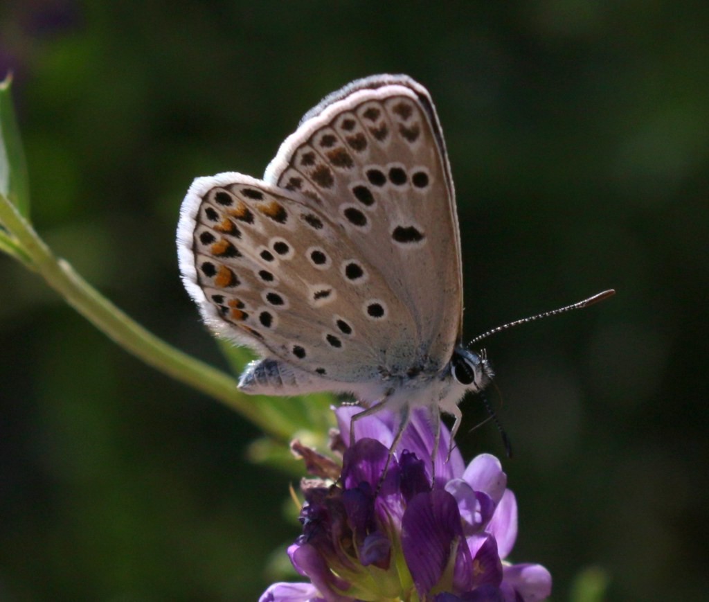 Polyommatus escheri (Polyommatus escheri) - Picture Insect
