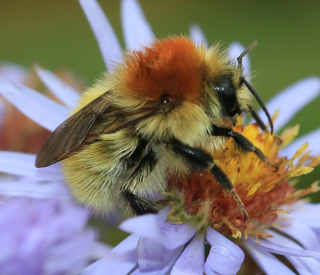 Bourdon des mousses (Bombus muscorum) - Picture Insect