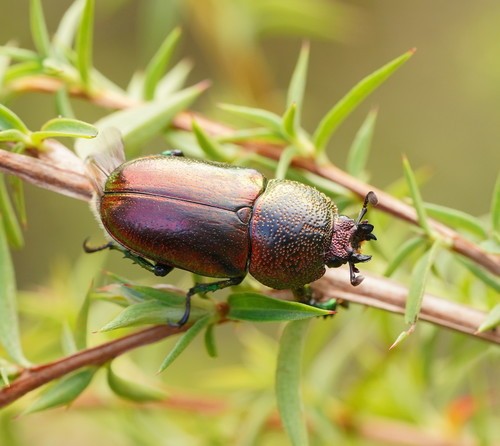 Ламприма золотистая (Lamprima aurata) - Picture Insect