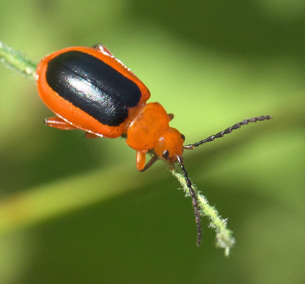 Disonycha discoidea (Disonycha discoidea) - Picture Insect