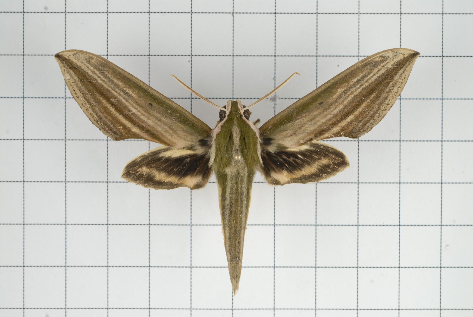 Cechenena lineosa (Cechenena lineosa) - Picture Insect