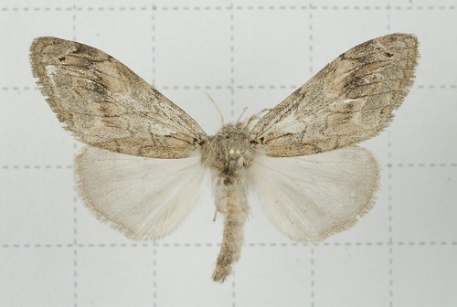 Olene mendosa (Olene mendosa) - Picture Insect