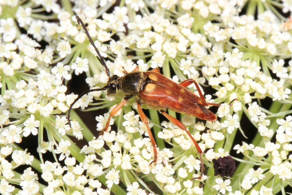 Typocerus velutinus (Typocerus velutinus) - Picture Insect