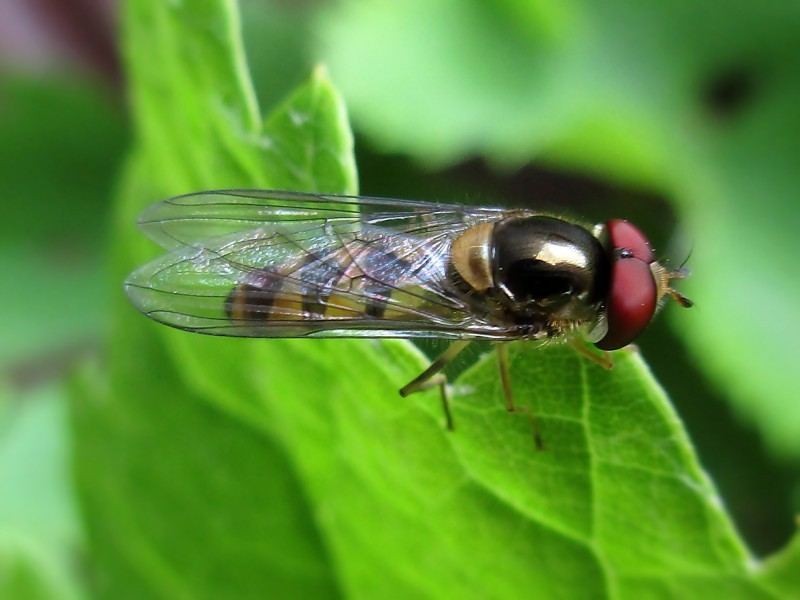 Meliscaeva auricollis (Meliscaeva auricollis) - Picture Insect