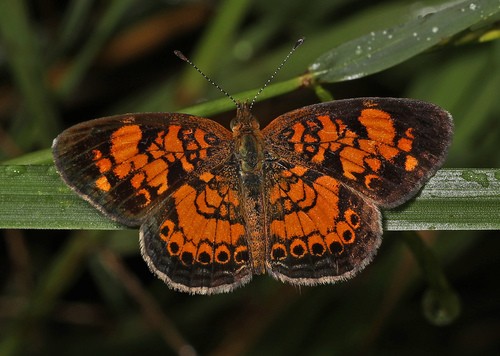 Phyciodes tharos (Phyciodes tharos) - Picture Insect