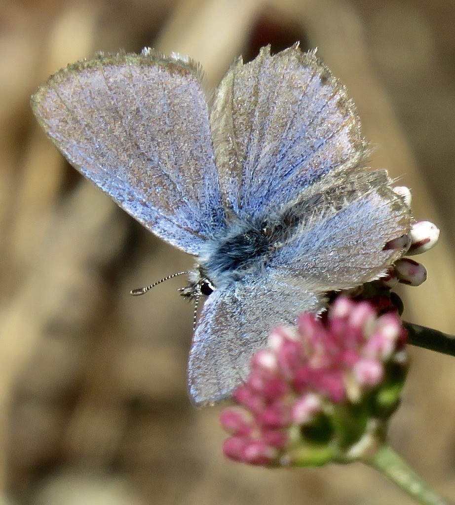 Euphilotes enoptes (Euphilotes enoptes) - Picture Insect