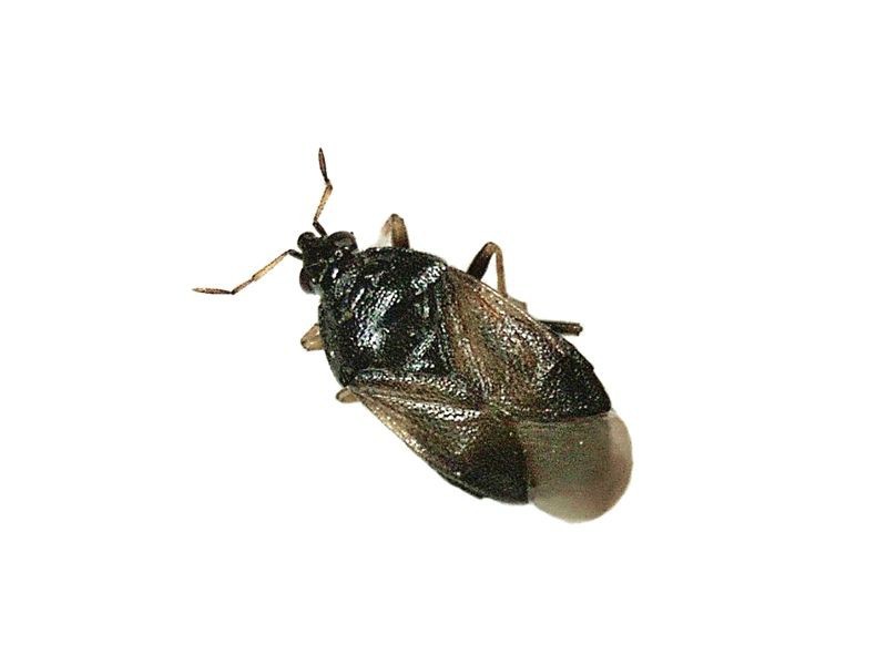 Orius (Orius) - Picture Insect