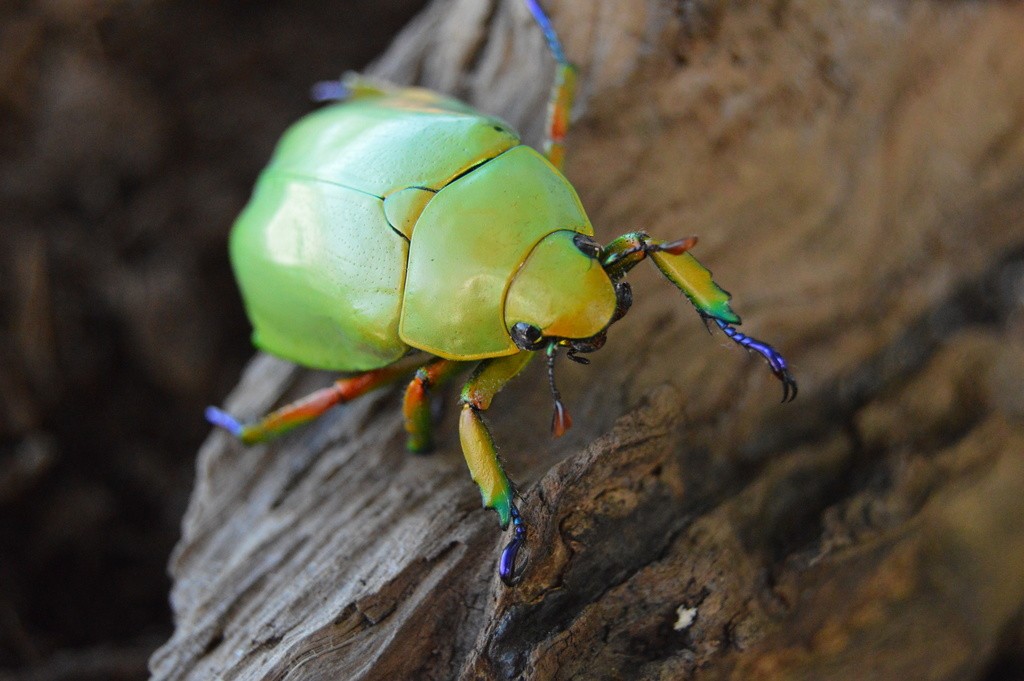 Escarabajos gema (Chrysina) - Picture Insect