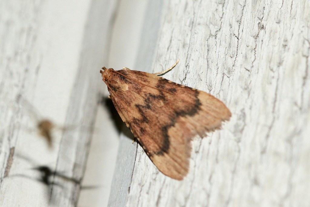 Aglossa (Aglossa) - Picture Insect