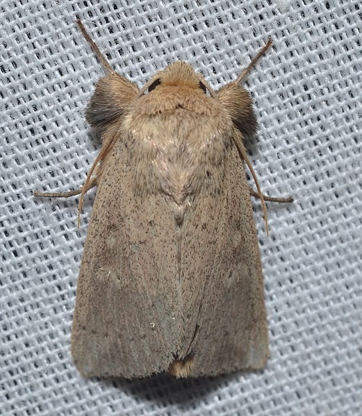 Leucania ursula (Leucania ursula) - Picture Insect