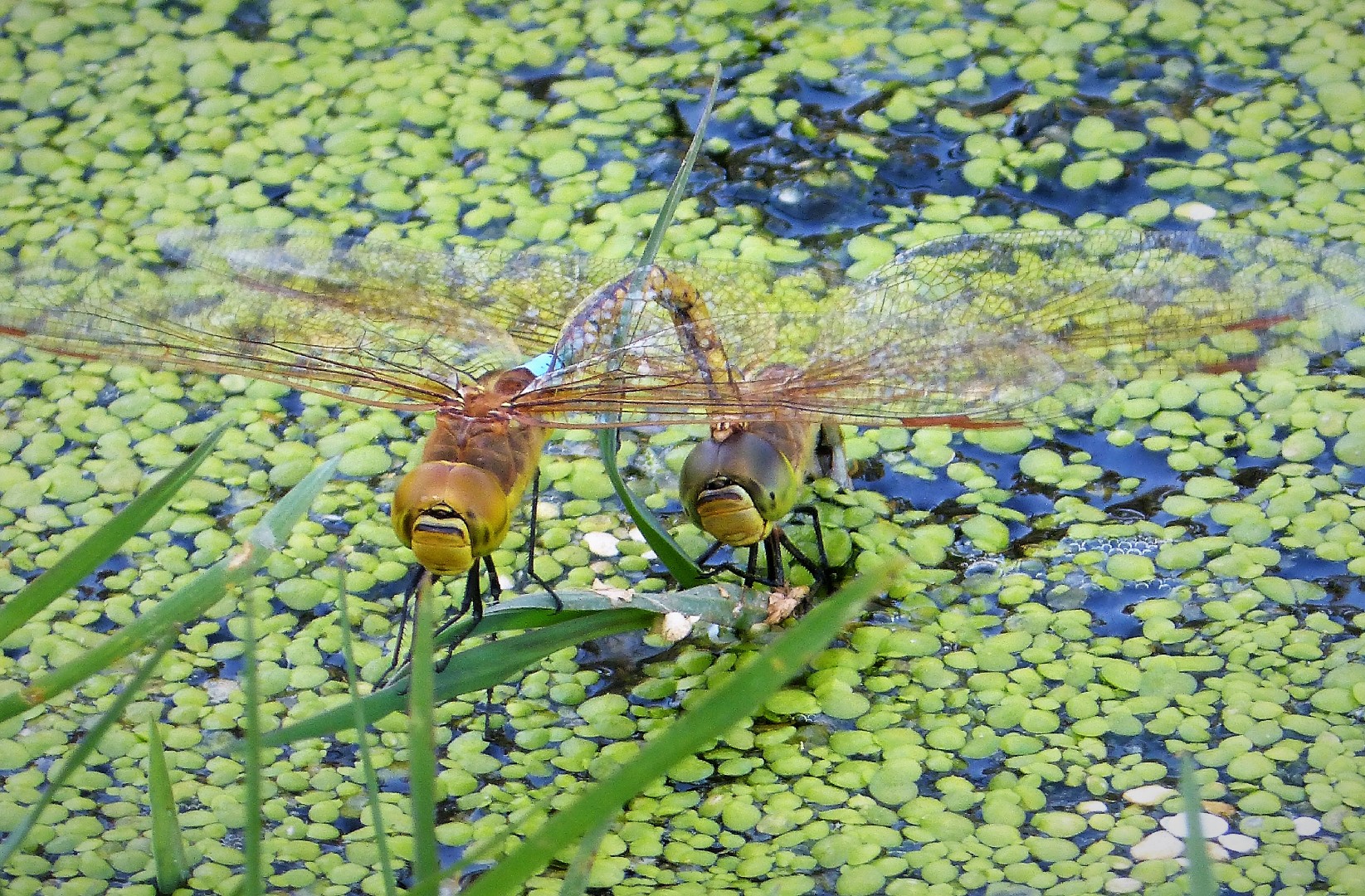 Anax (Anax) - Picture Insect