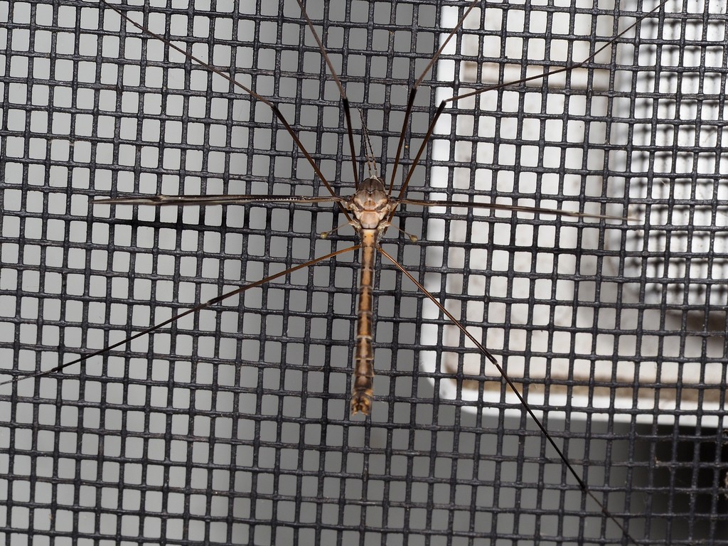 Tipula furca (Tipula furca) - Picture Insect