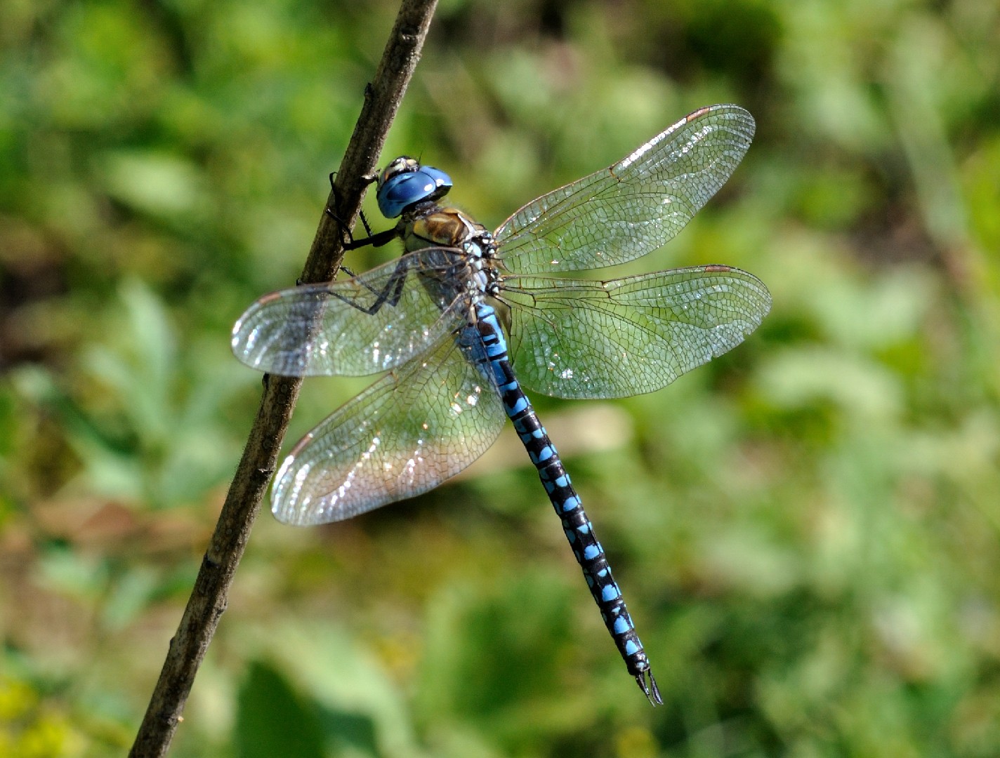 Aeshna affinis (Aeshna affinis) - Picture Insect
