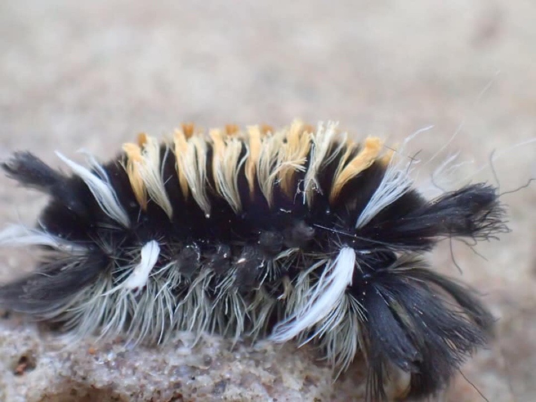 Euchaetes (Euchaetes) - Picture Insect