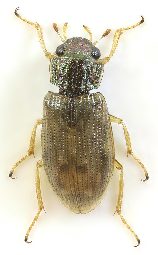 Helophorus (Helophorus) - Picture Insect