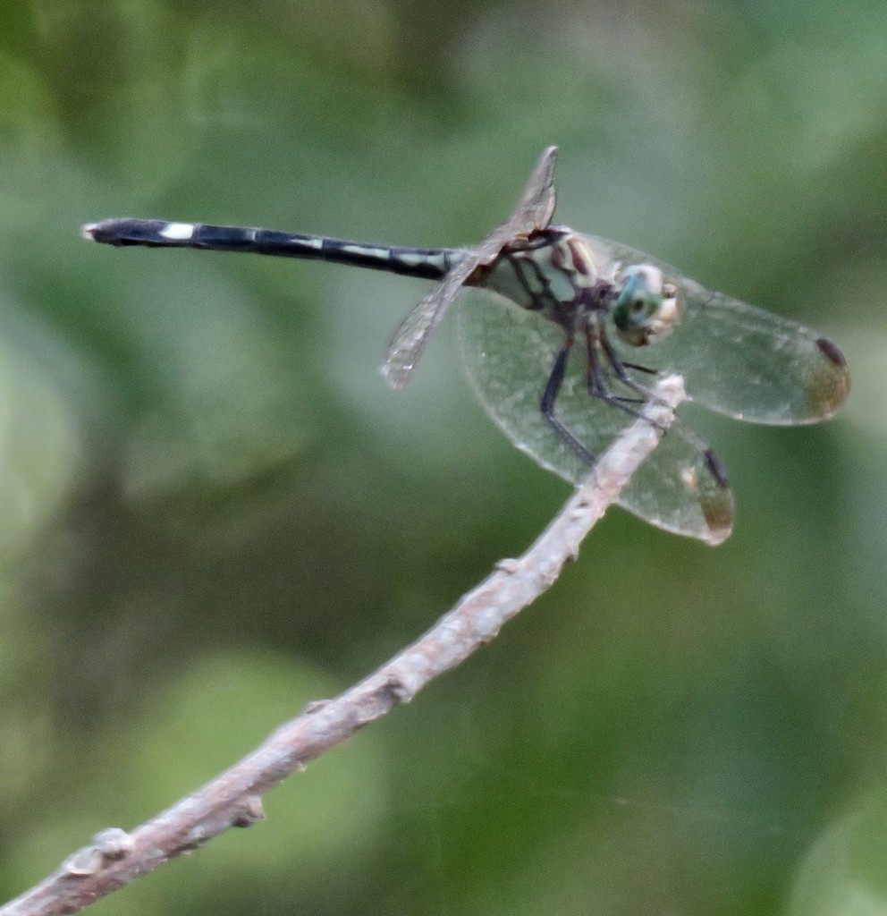Micrathyria didyma (Micrathyria didyma) - Picture Insect