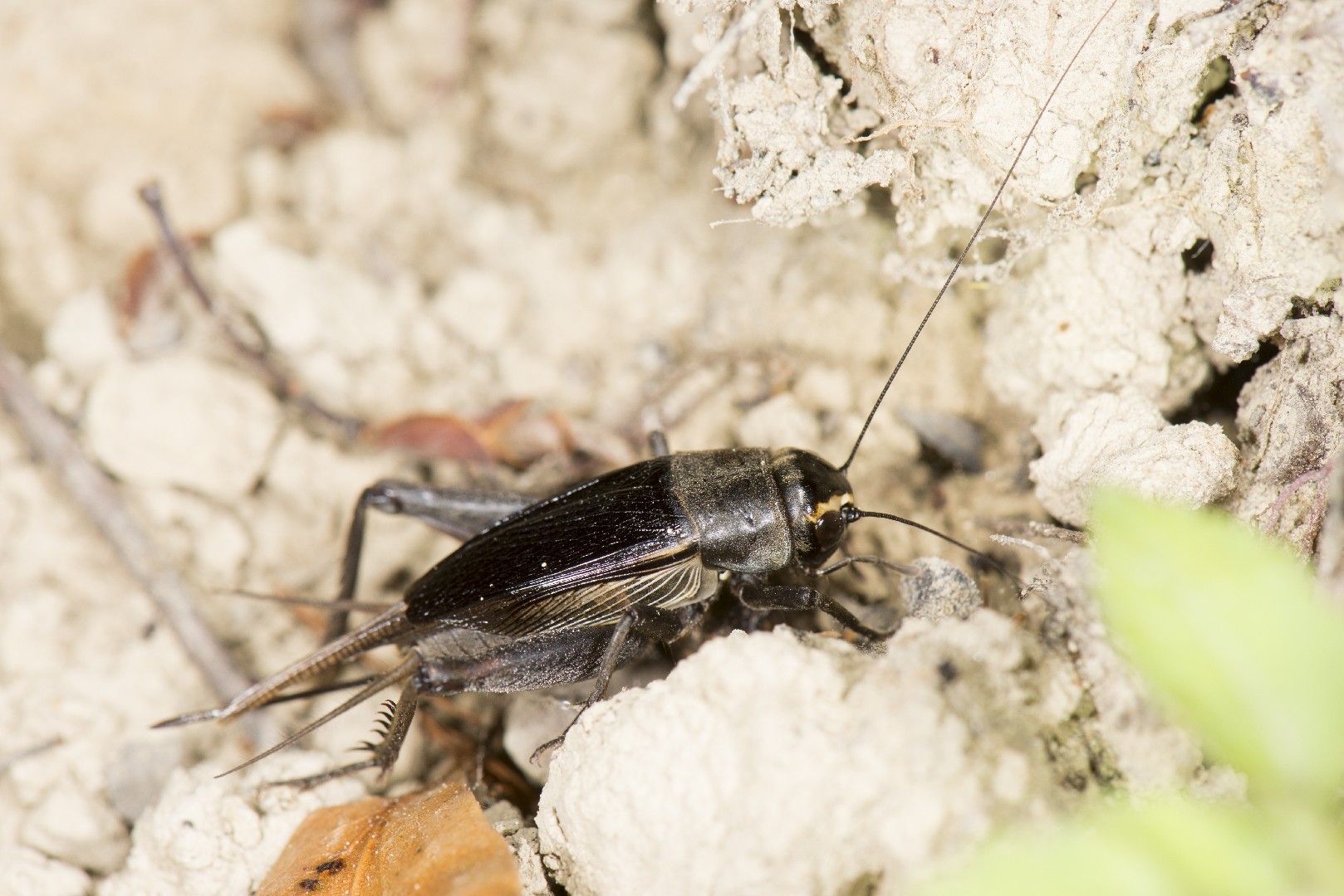 Teleogryllus mitratus (Teleogryllus mitratus) - Picture Insect