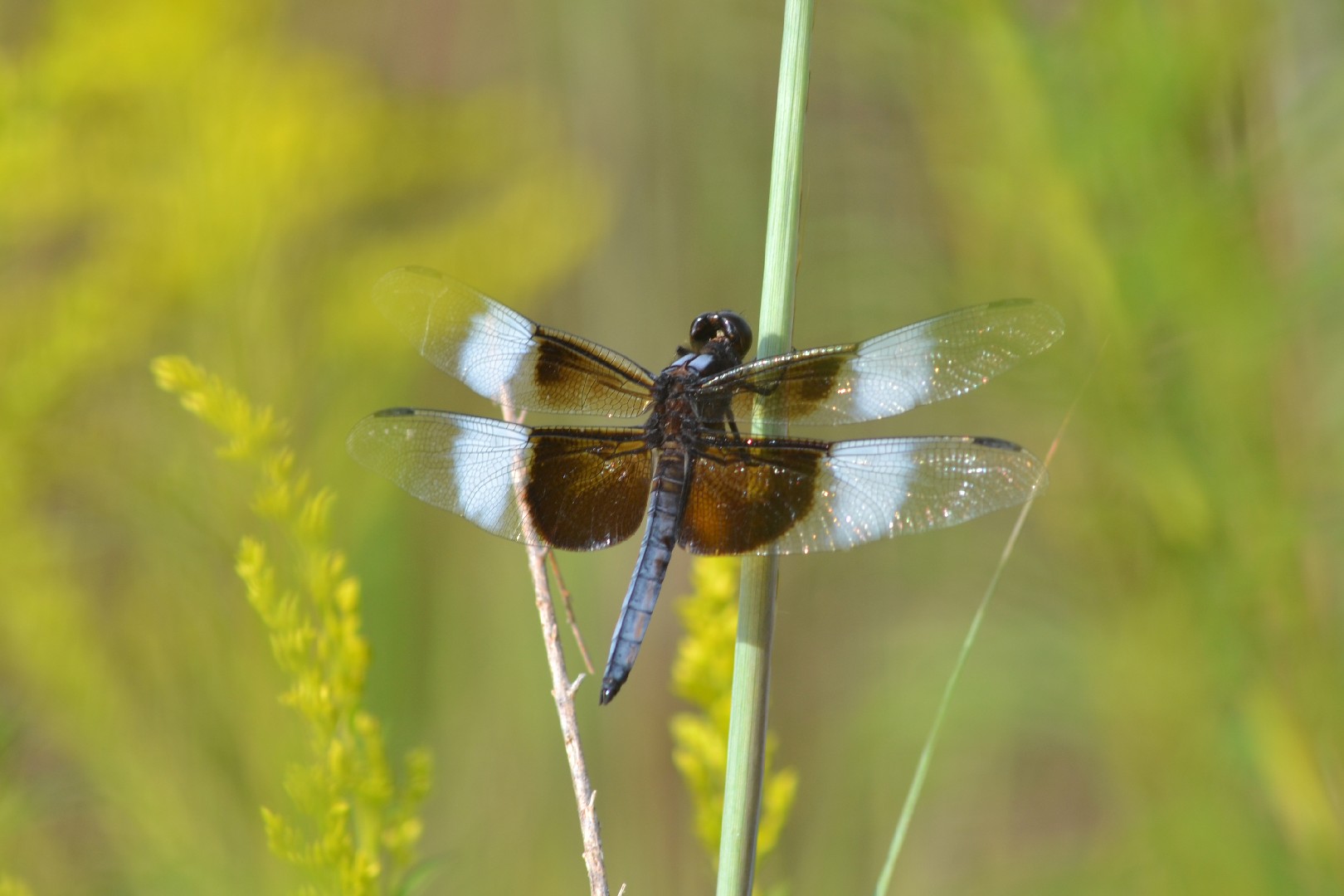 Libellula (Libellula) - Picture Insect